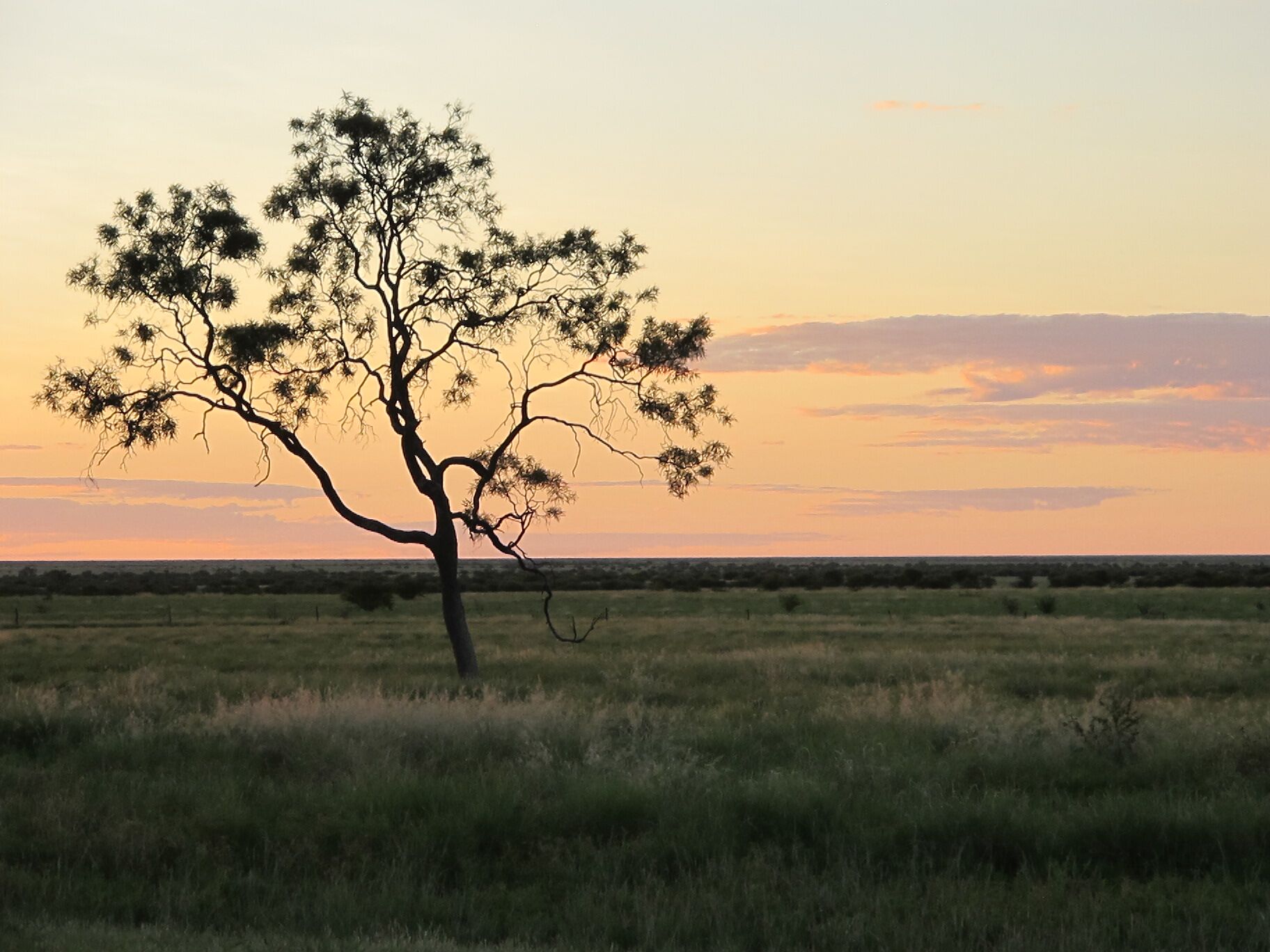 Australian Flora Foundation – Fostering research into the biology and ...