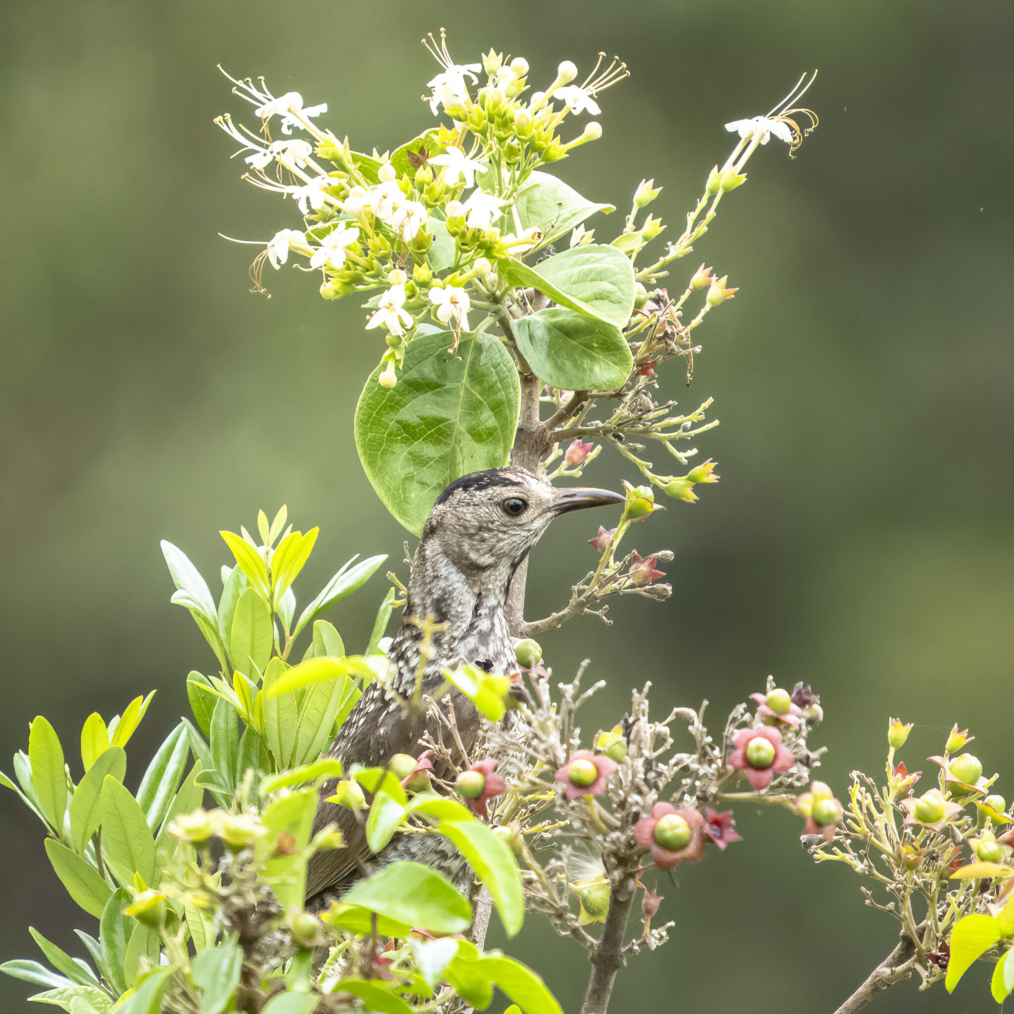 Australian Flora Foundation – Fostering research into the biology and ...